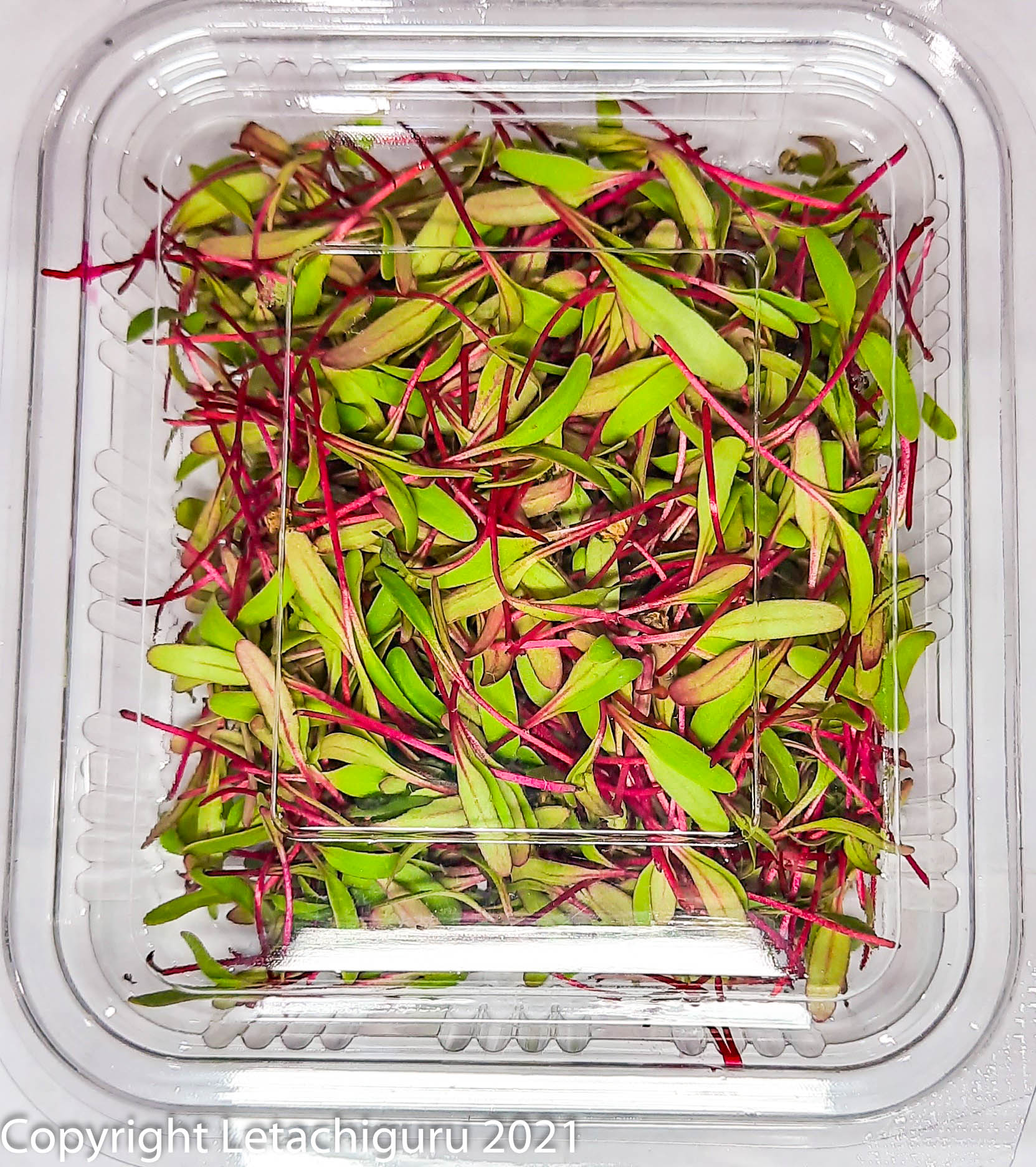 Beetroot Microgreens 20gm – Letachiguru